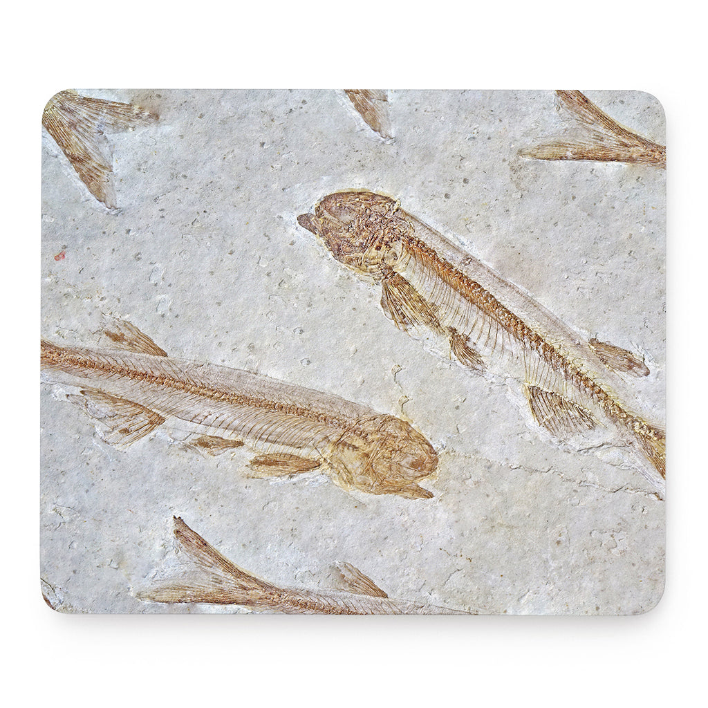 Lycoptera Fish Fossil Print Mouse Pad – GearFrost